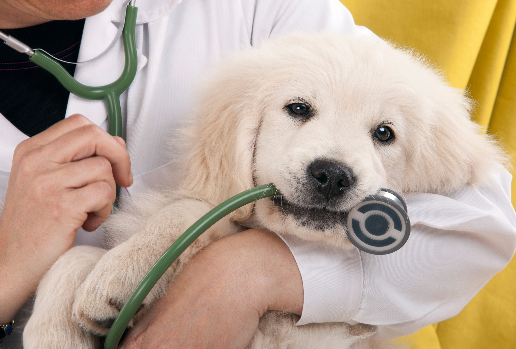 Veterinary Services - All Paws Vet Clinic - Big Lake, MN